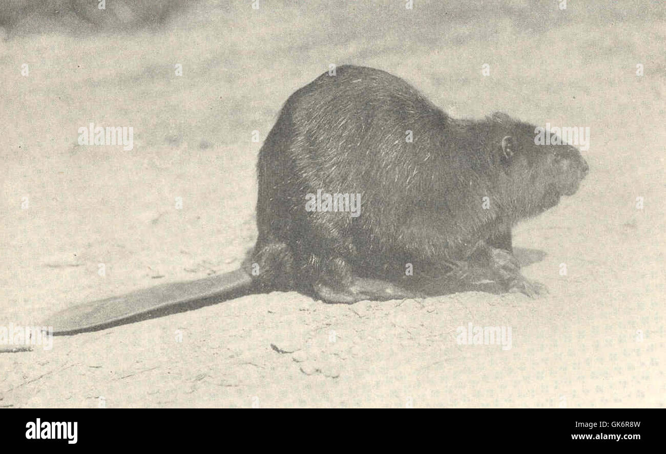 An adult beaver is a large, semi-aquatic rodent known for its dam ...