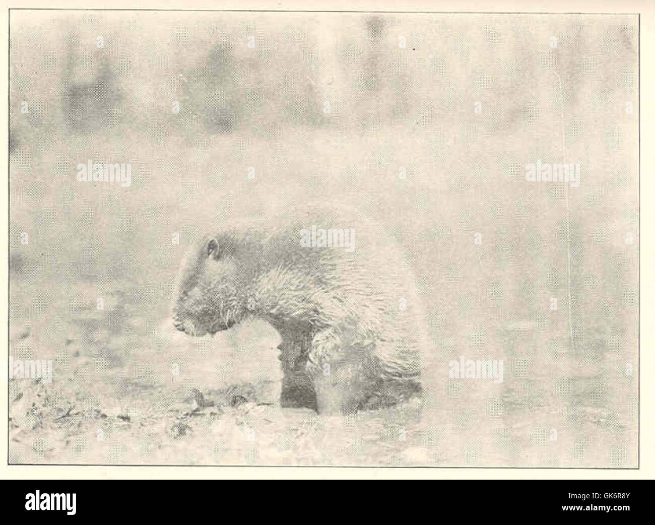 The beaver is shown in various postures, demonstrating its behavior in ...