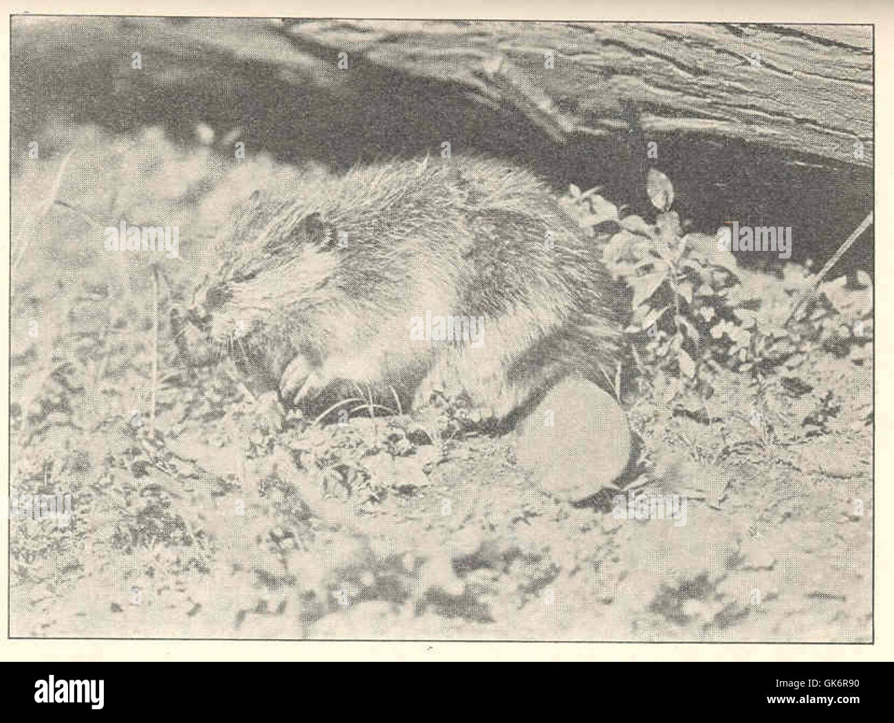 This series depicts a beaver in various postures, showcasing its ...