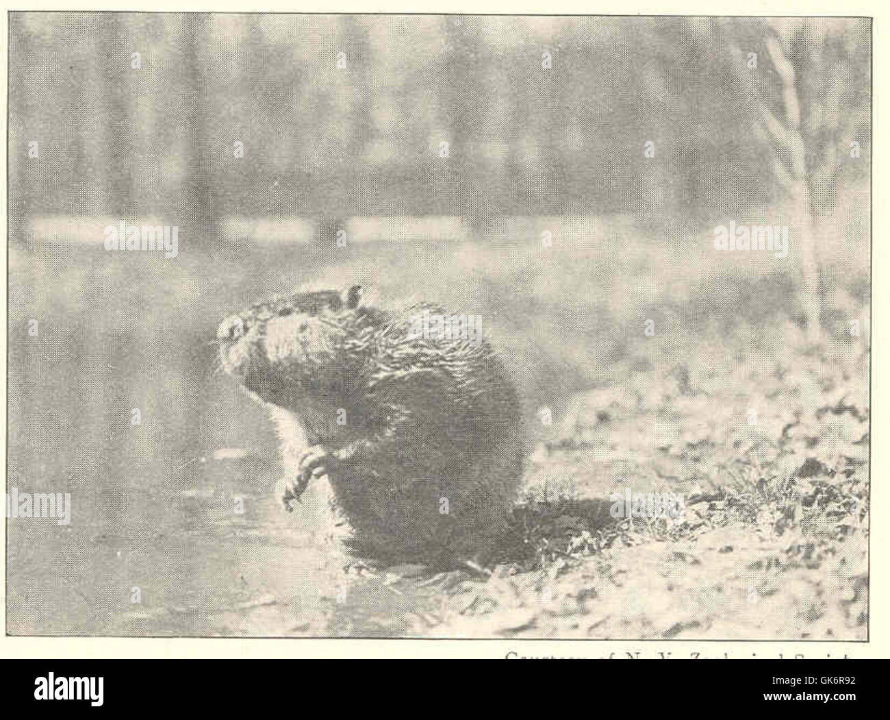 The 'Beaver' (ID 41981) is depicted in various postures, showcasing its ...