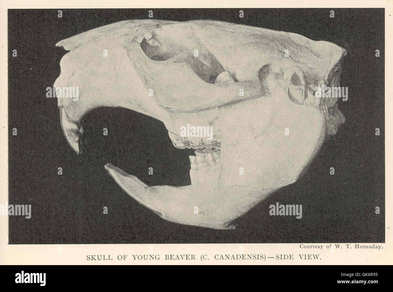 The side view of a young beaver (Castor canadensis) skull highlights ...