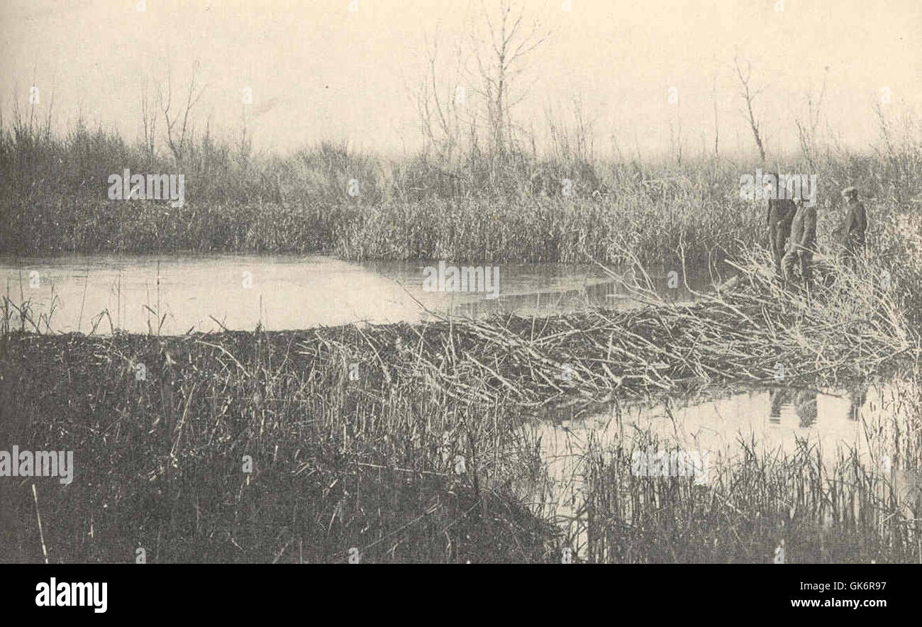 This image shows a section of a beaver dam, measuring approximately 250 ...