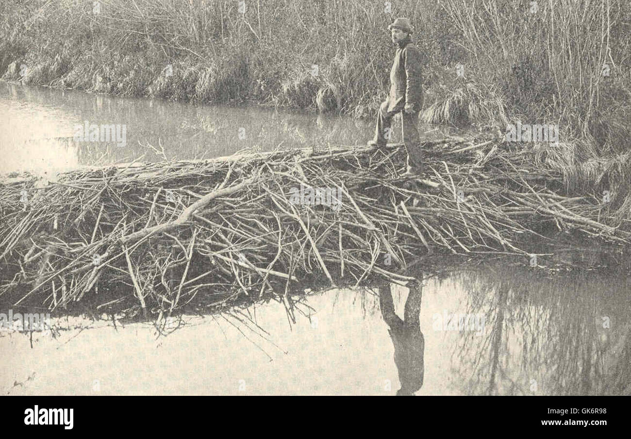 41987 Dam Constructed of Larger Sticks Stock Photo - Alamy