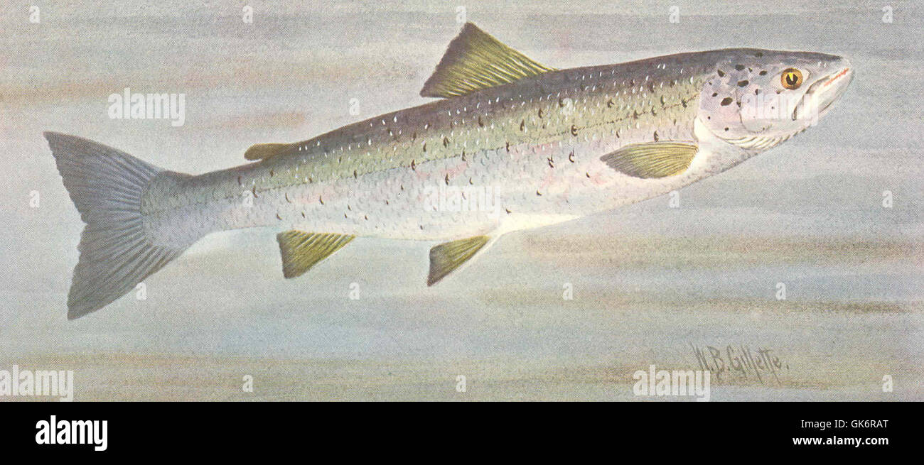 Salmon (Salmo salar) are an anadromous fish species known for their ...