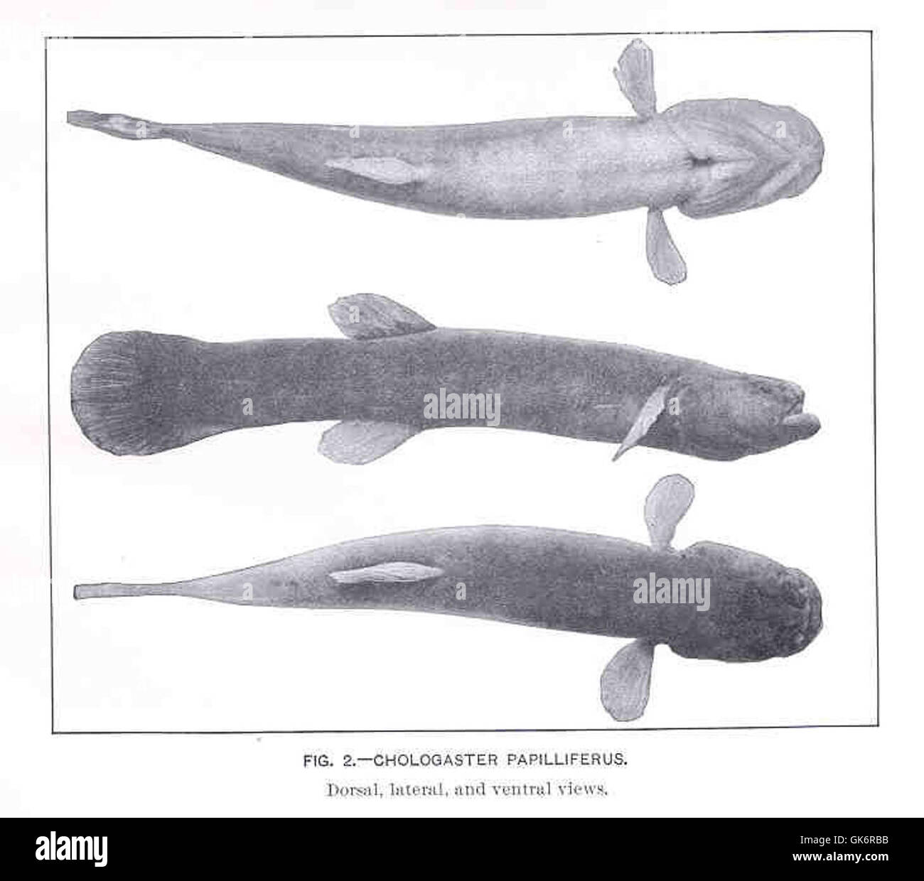 Chologaster papilliferus, also known as the Northern Stargazer, is a ...