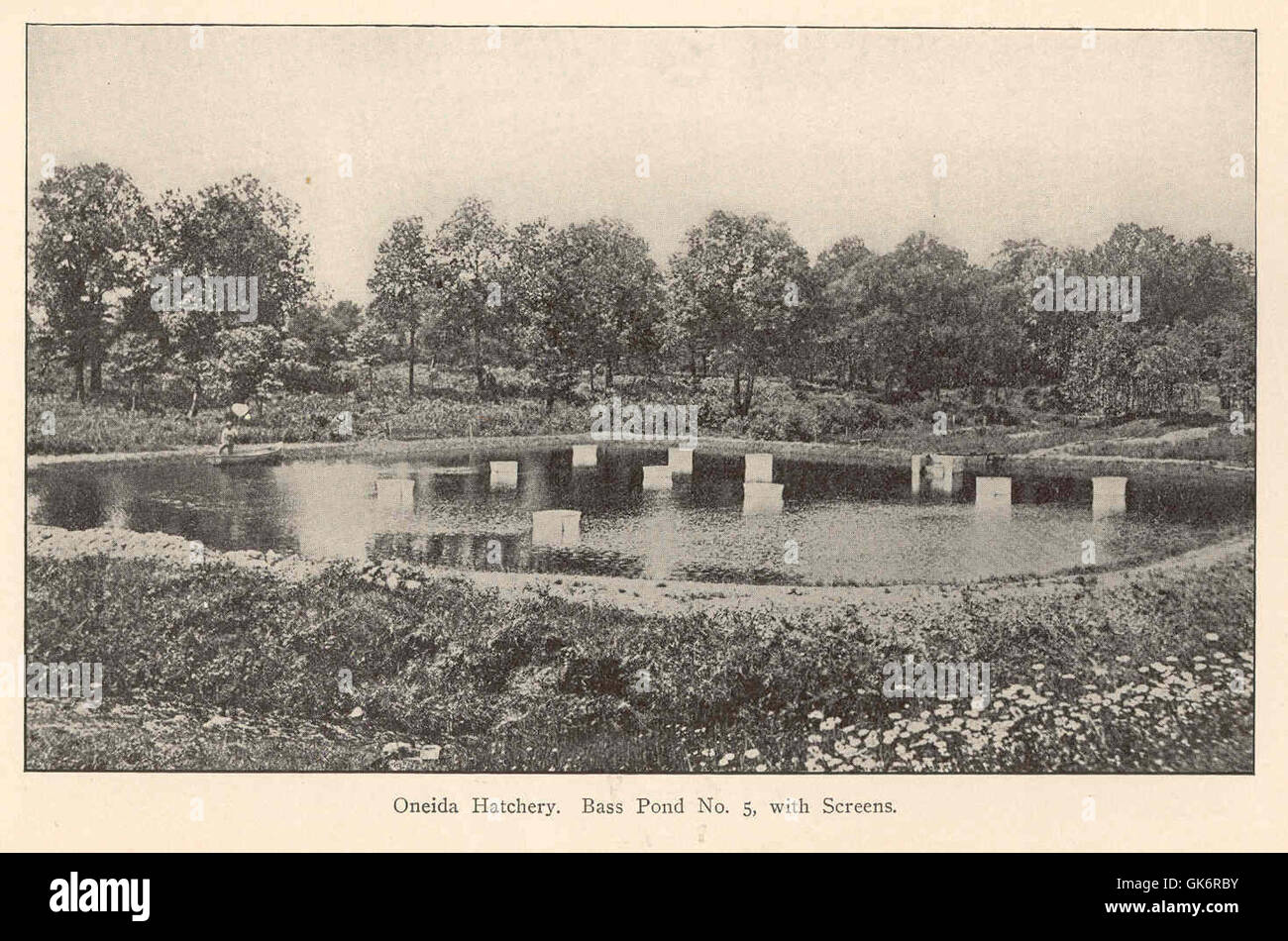 Oneida Hatchery Bass Pond No. 5 features screens to regulate water flow ...