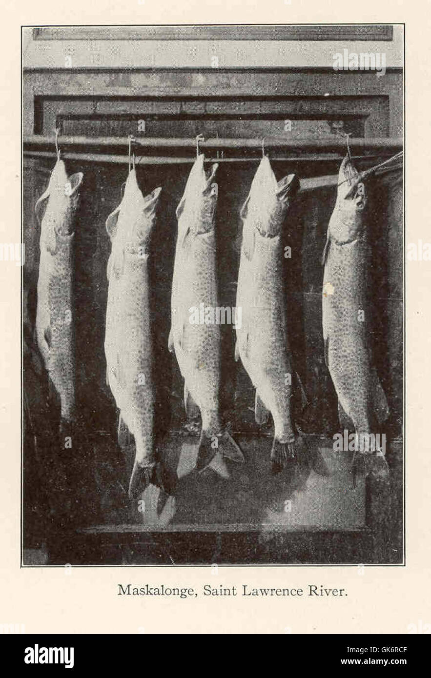 Prized sport fish hi-res stock photography and images - Alamy
