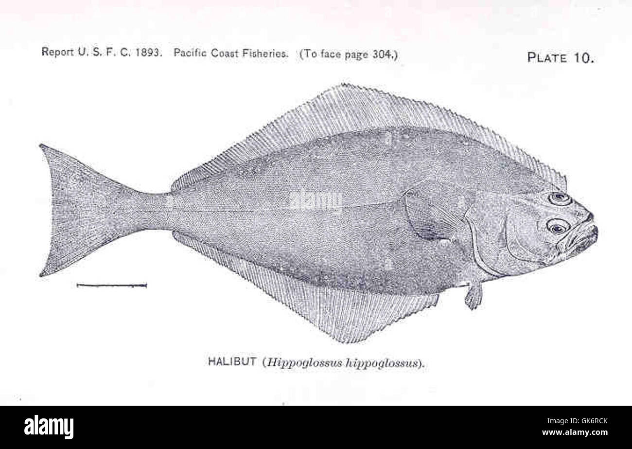 Drawing halibut hi-res stock photography and images - Alamy