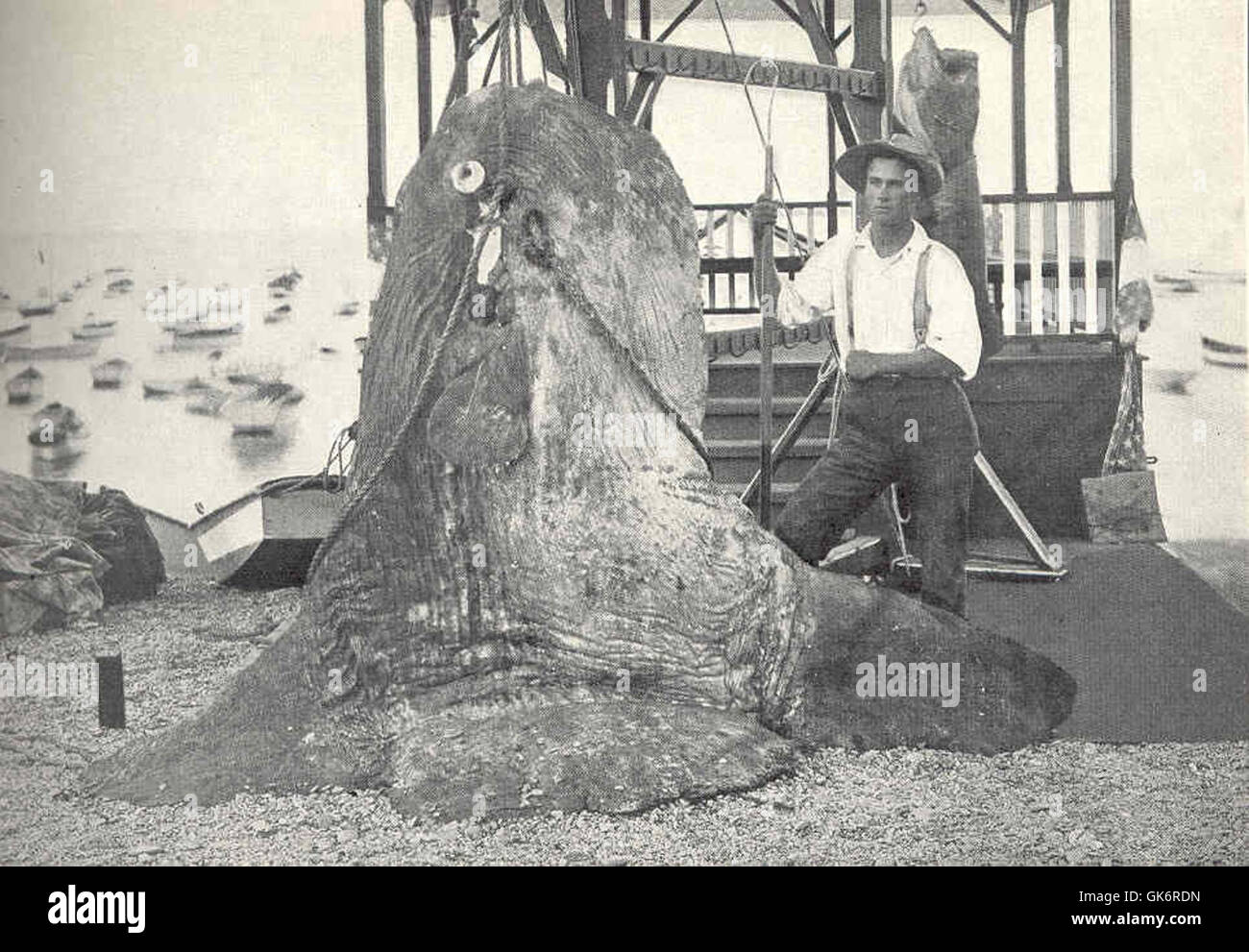 This record-breaking sunfish was observed off Santa Catalina Island ...