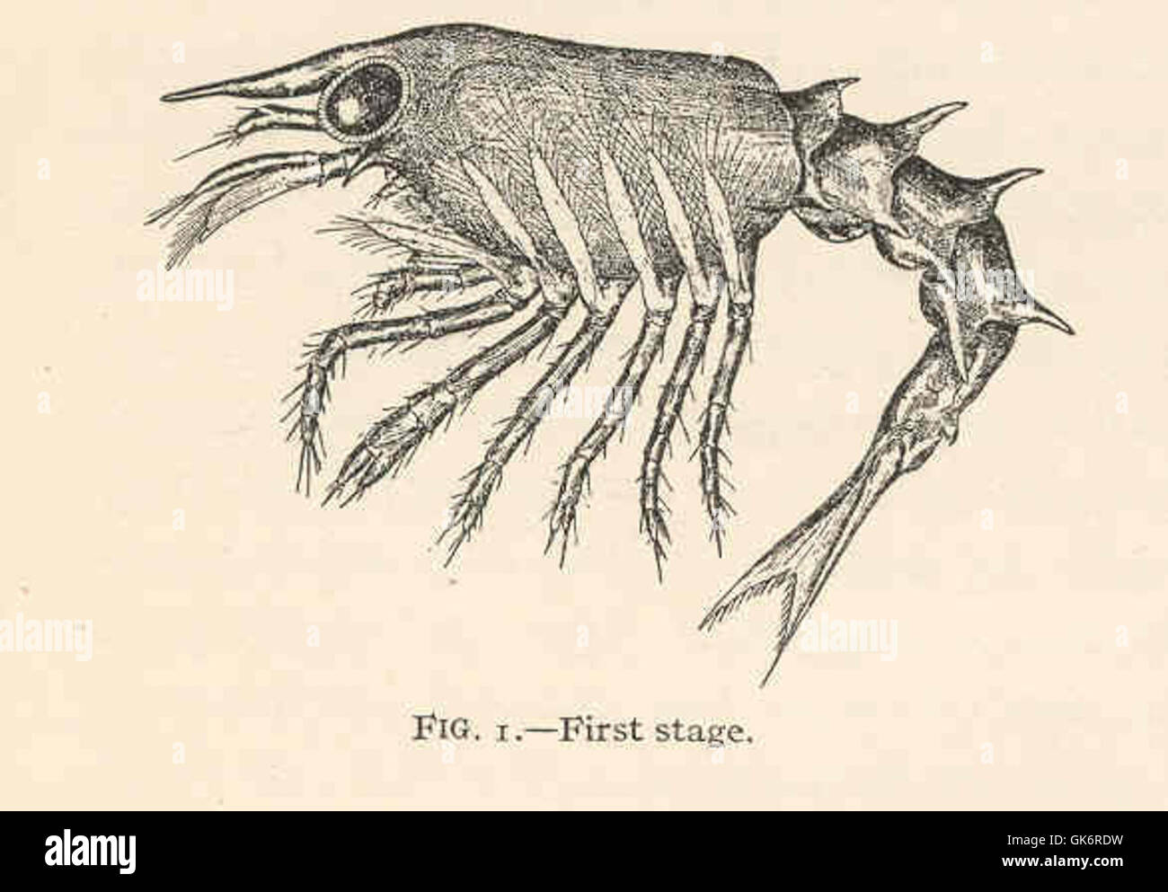 This image shows larval lobsters in their first stage of development ...