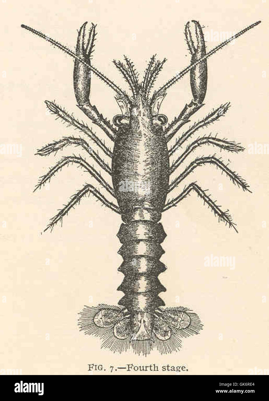 The fourth-stage larval lobsters are an important developmental phase ...