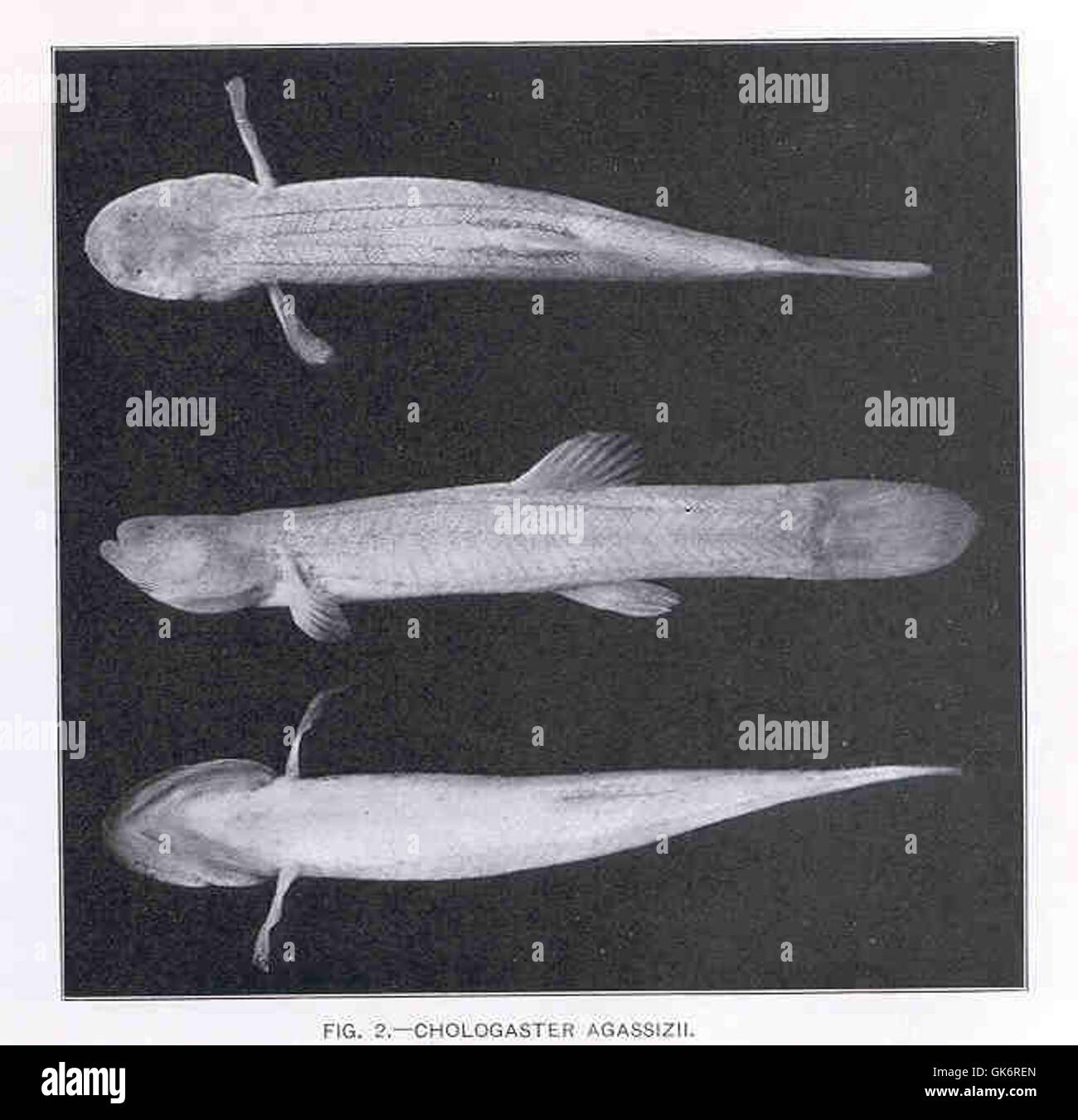 Chologaster Agassizii, also known as the Oklahoma cavefish, is a ...