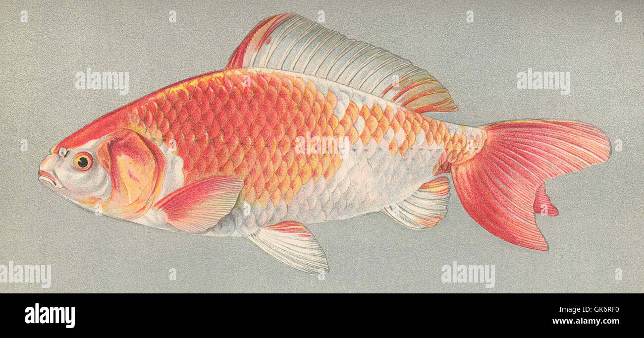 Wakin, a species of ornamental goldfish, is known for its vibrant ...
