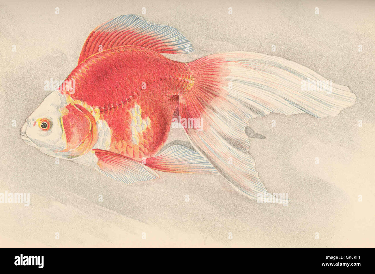 Ryukin hi-res stock photography and images - Alamy