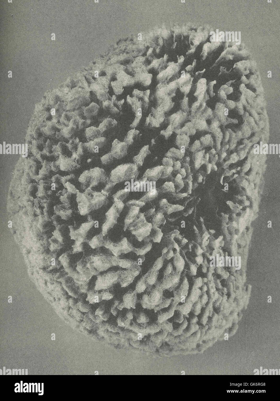 The Florida velvet sponge (Ircinia campana) is a species of marine ...