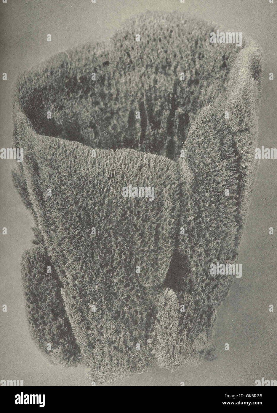 Anclote grass sponge is a marine species of sponge that thrives in ...