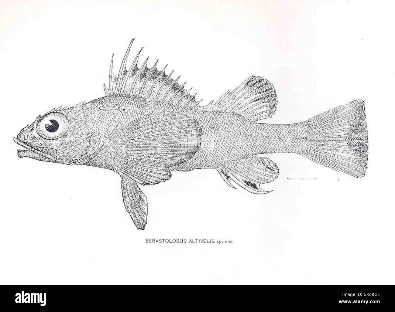 Sebastolobus hi-res stock photography and images - Alamy