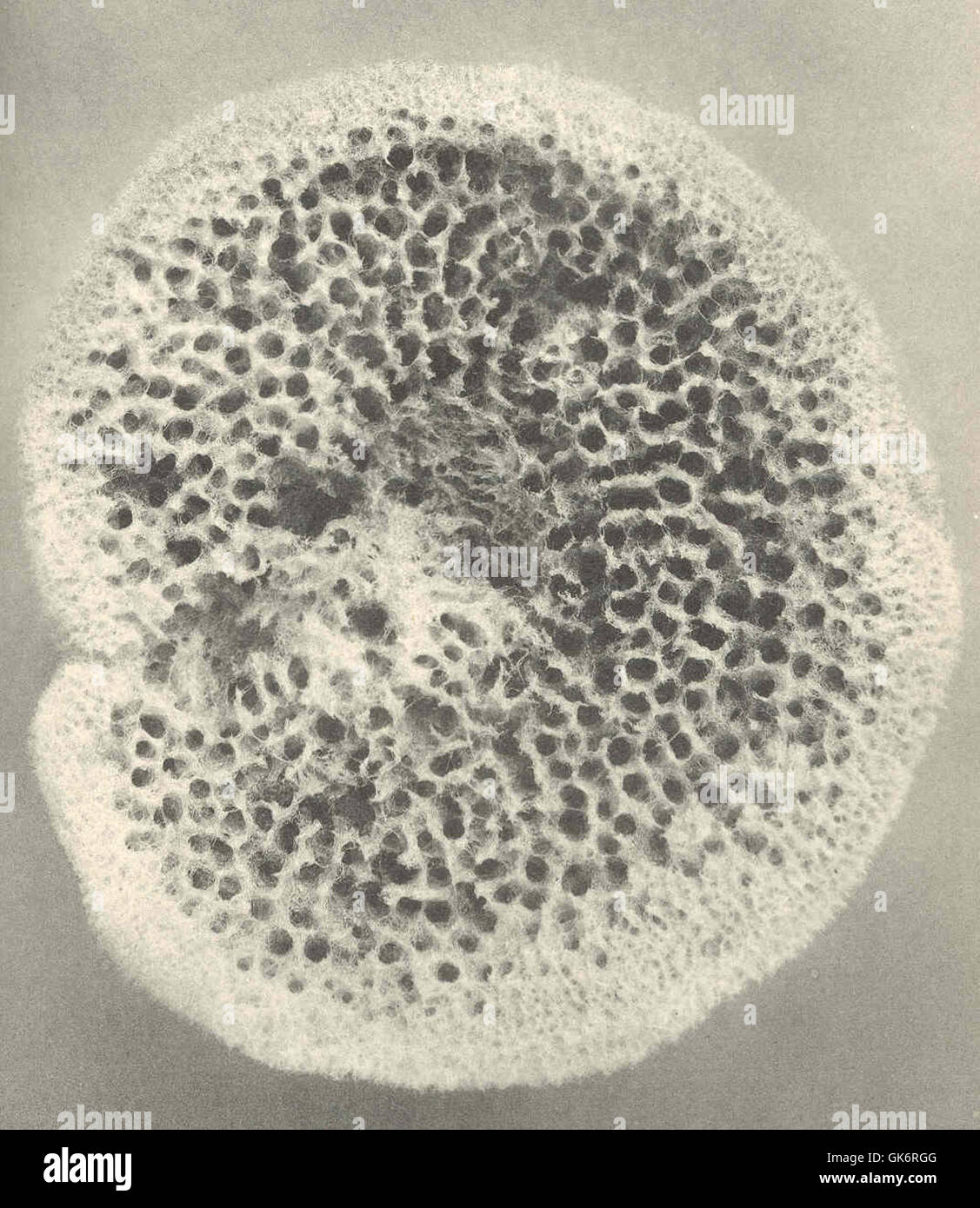 42159 Florida Key grass sponge, top view Stock Photo - Alamy