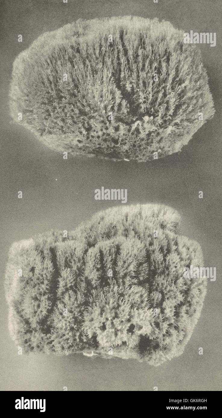 Various species of sponges hi-res stock photography and images - Alamy