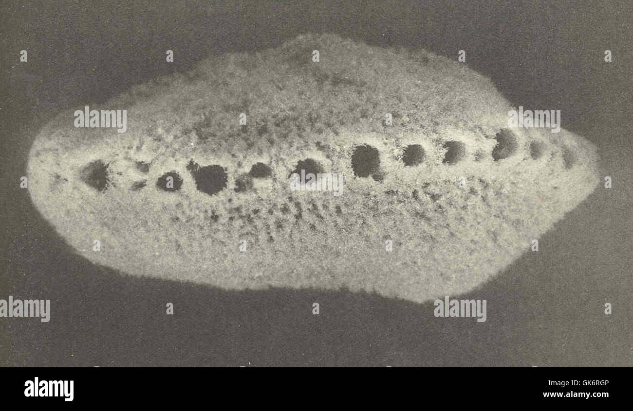The Bahama reef sponge is a marine organism found in the warm waters of ...