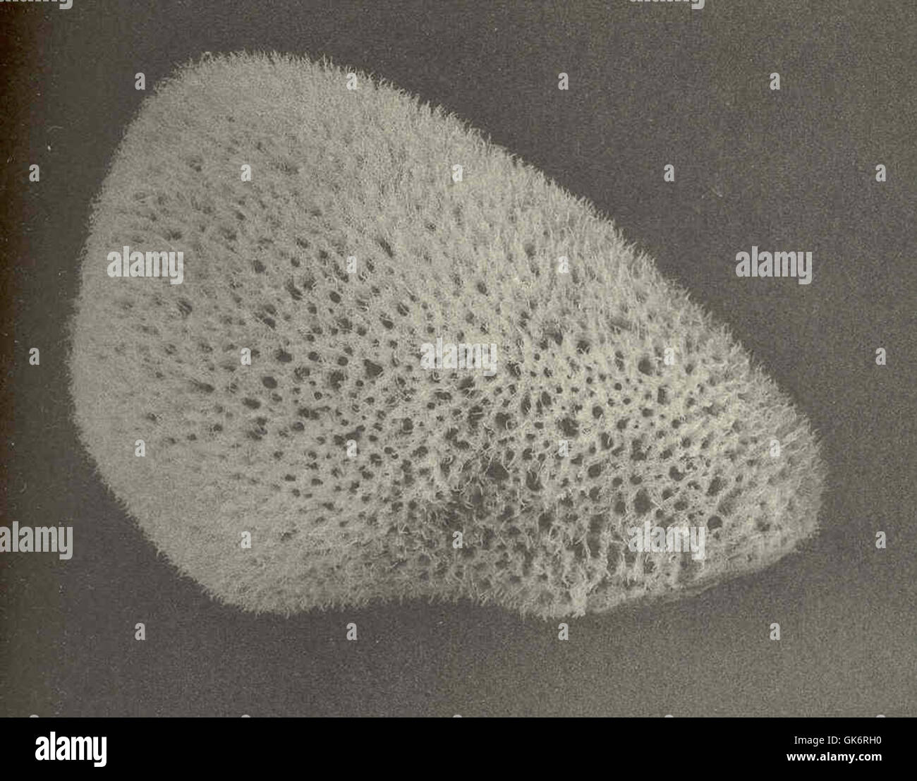 42170 Turkey solid sponge, Mediterranean Sea Stock Photo - Alamy