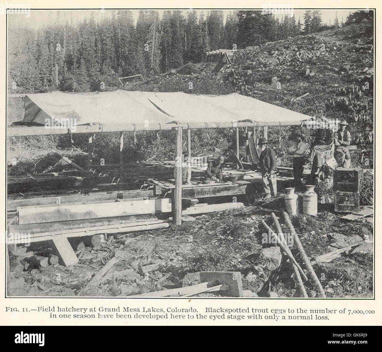 42205 Field hatchery at Grand Mesa Lakes, Colorado Blackspotted trout ...