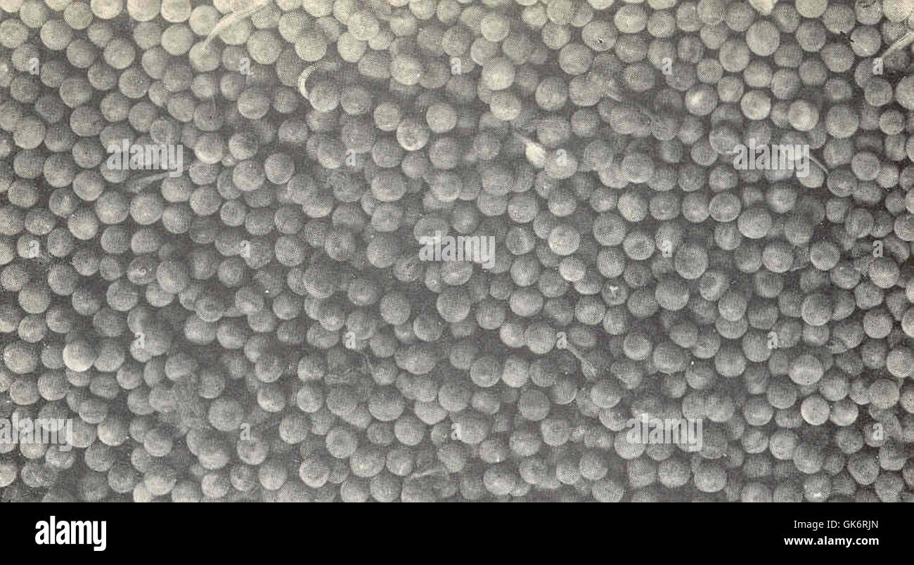 Brook trout eggs, displayed on a tray, are in the early stages of ...