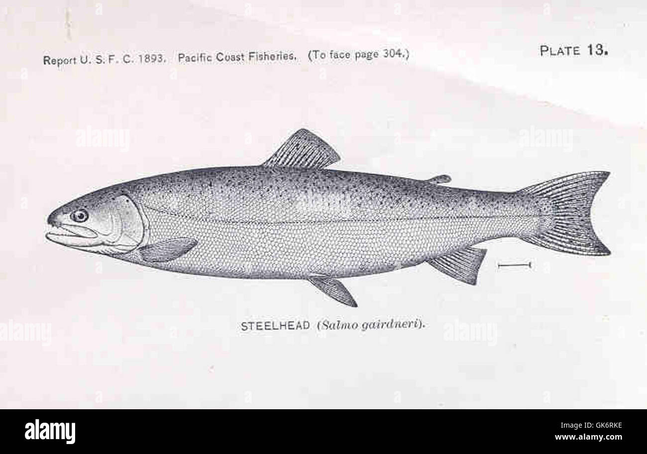 Steelhead are an anadromous species of rainbow trout that migrate from ...