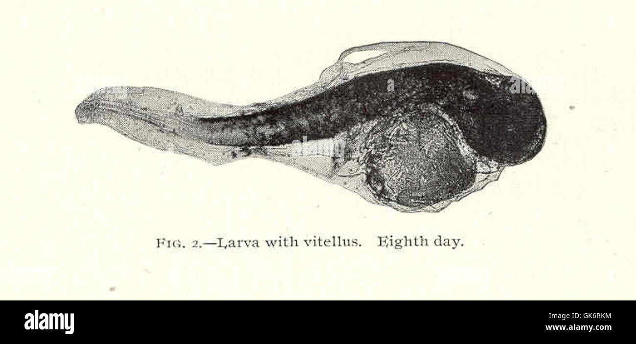 Vitellus hi-res stock photography and images - Alamy