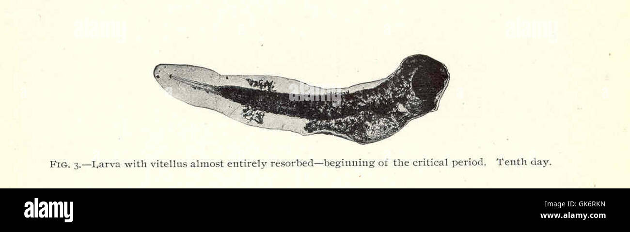 Larvae with yolk hi-res stock photography and images - Alamy