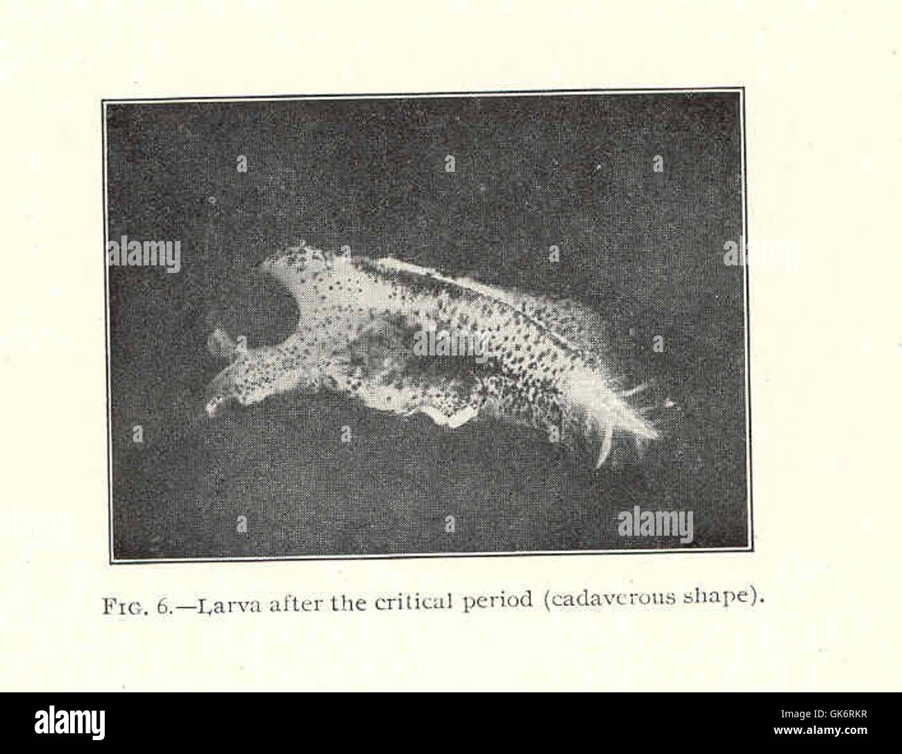 42256 Turbot- Larva after the critical period (cadaverous shape Stock ...