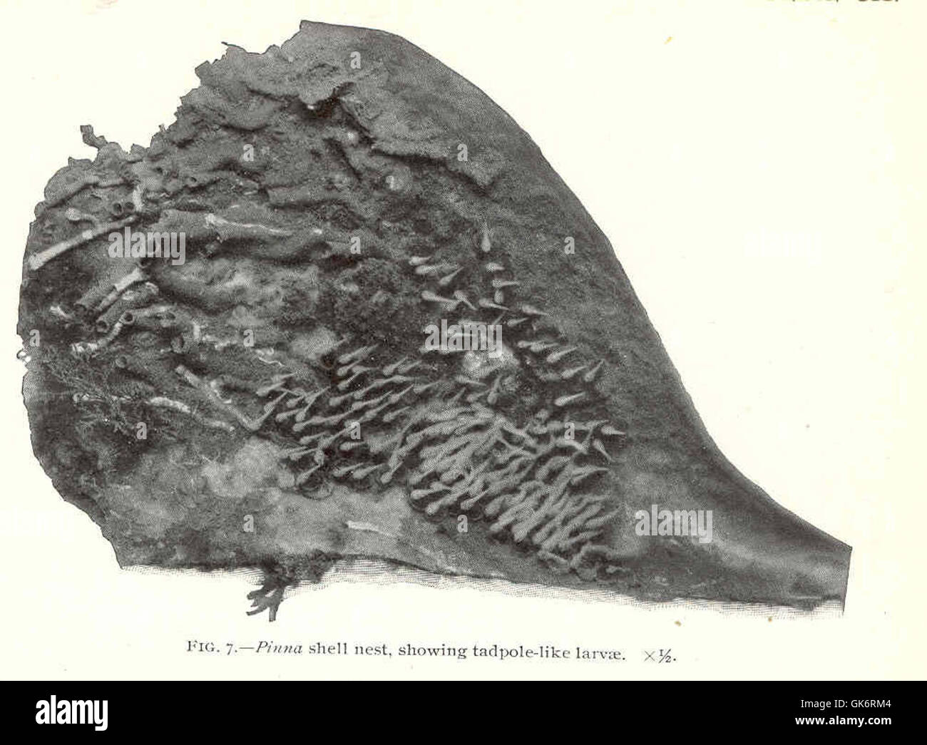 The toadfish builds nests from Pinna shells, which serve as shelter for ...