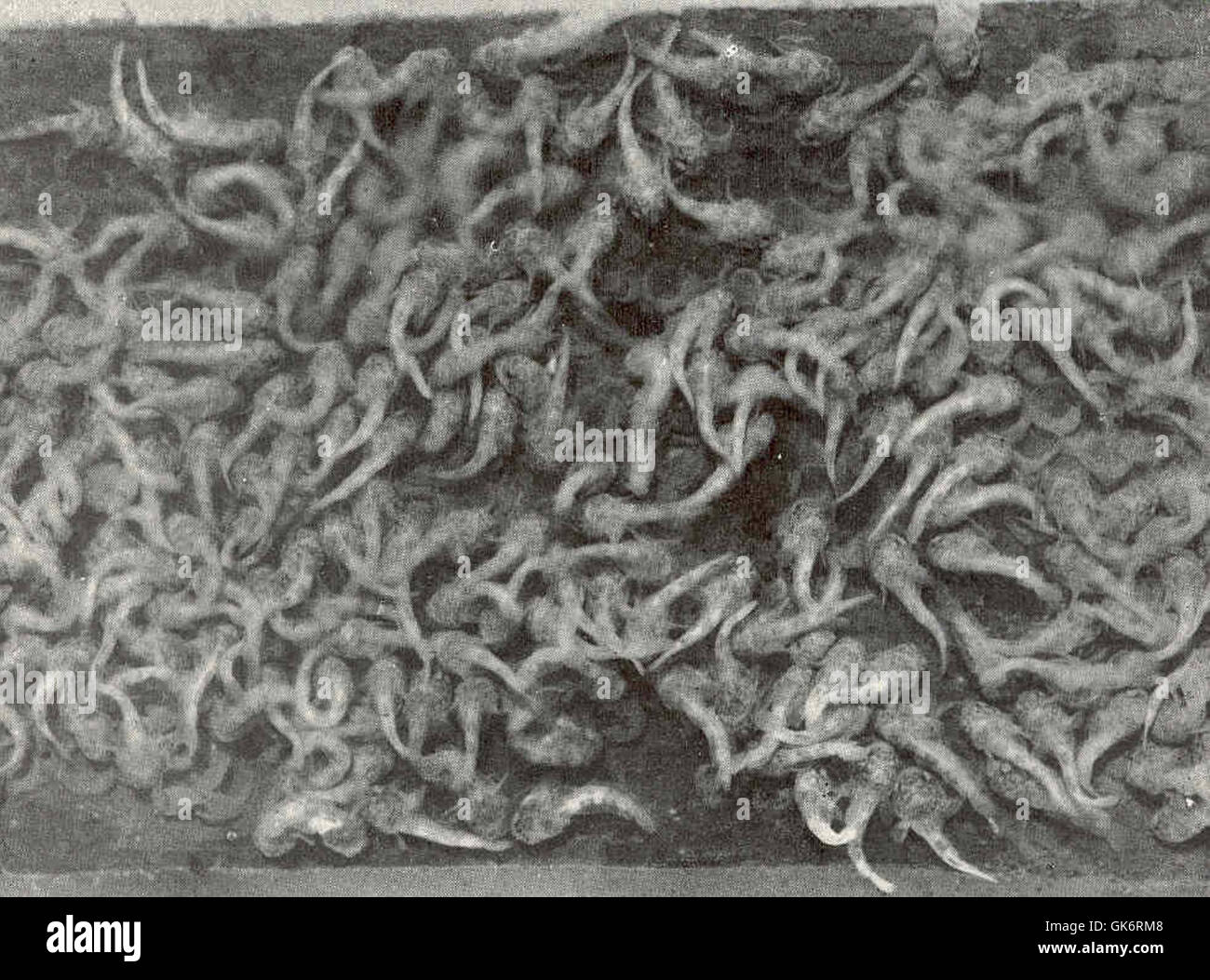 42266 Late larval toadfish, showing color markings Stock Photo - Alamy