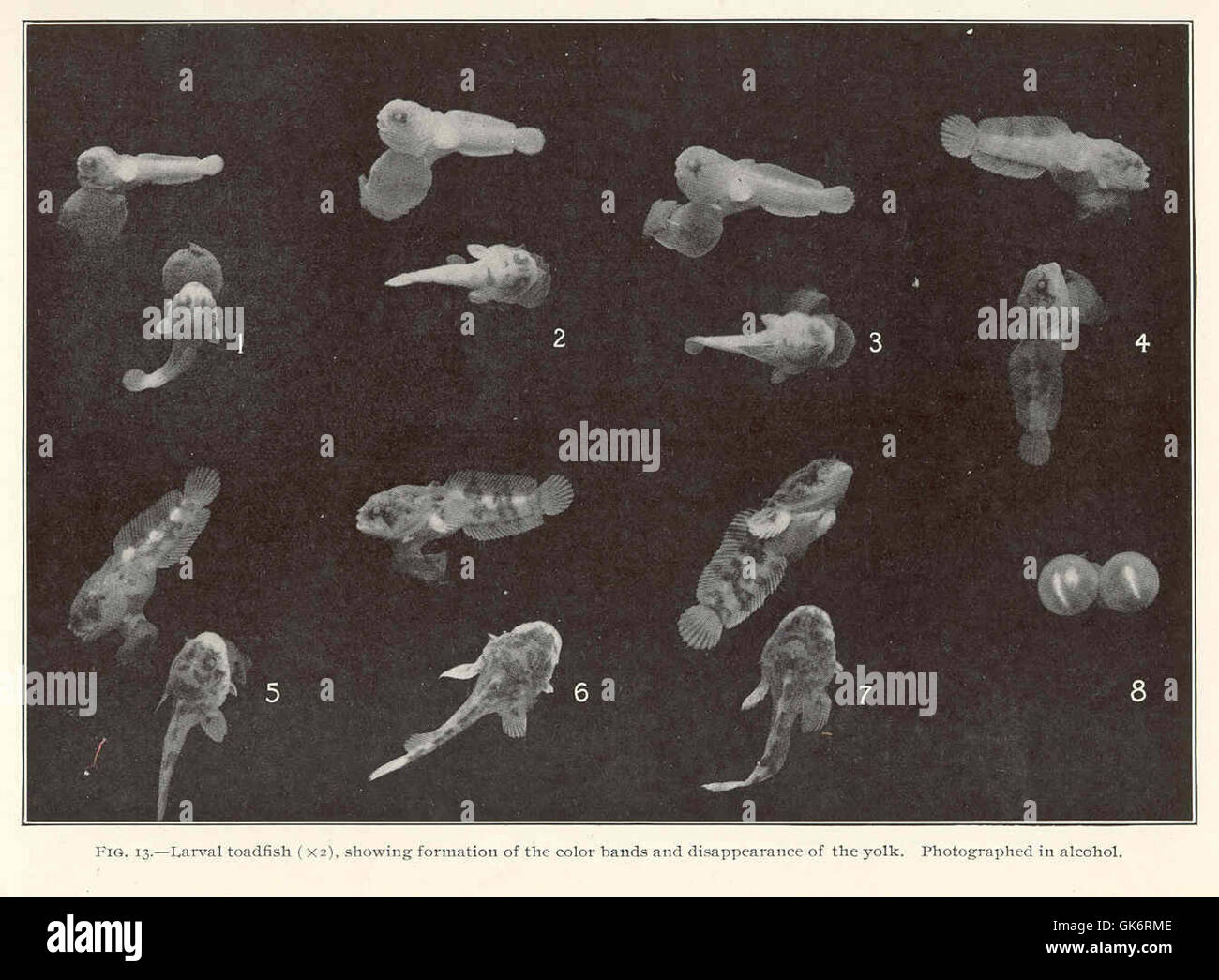 A larval toadfish (Opsanus tau) is photographed showing the formation ...