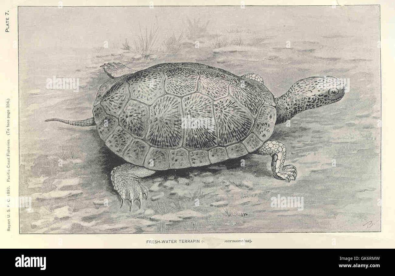 The *Fresh-Water Terrapin* is a species of turtle that inhabits ...