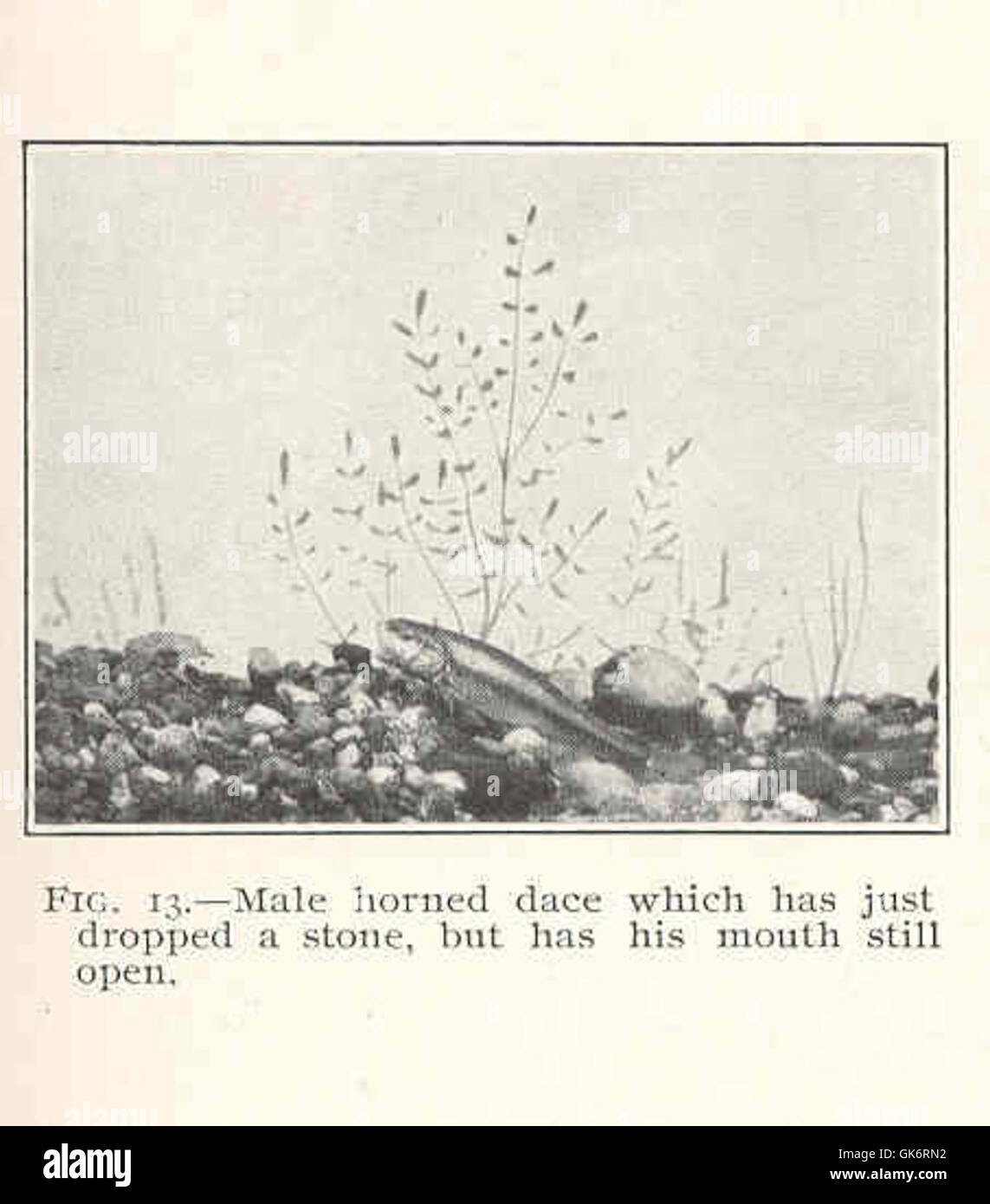 Horned fish hi-res stock photography and images - Alamy