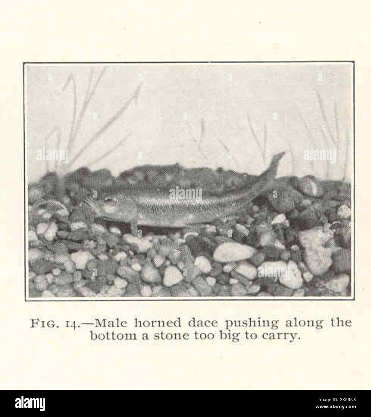 Horned dace hi-res stock photography and images - Alamy