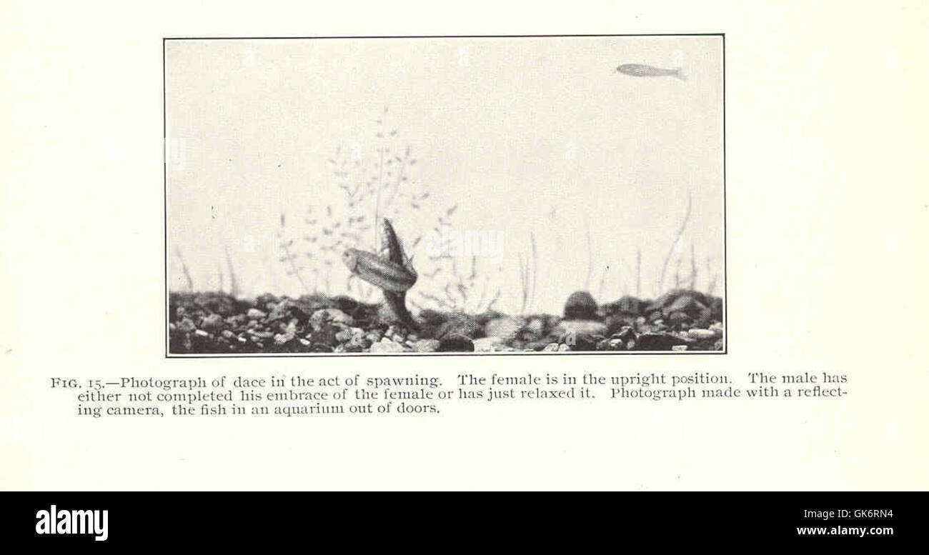 A photograph of adace spawning, with the female in the upright position ...