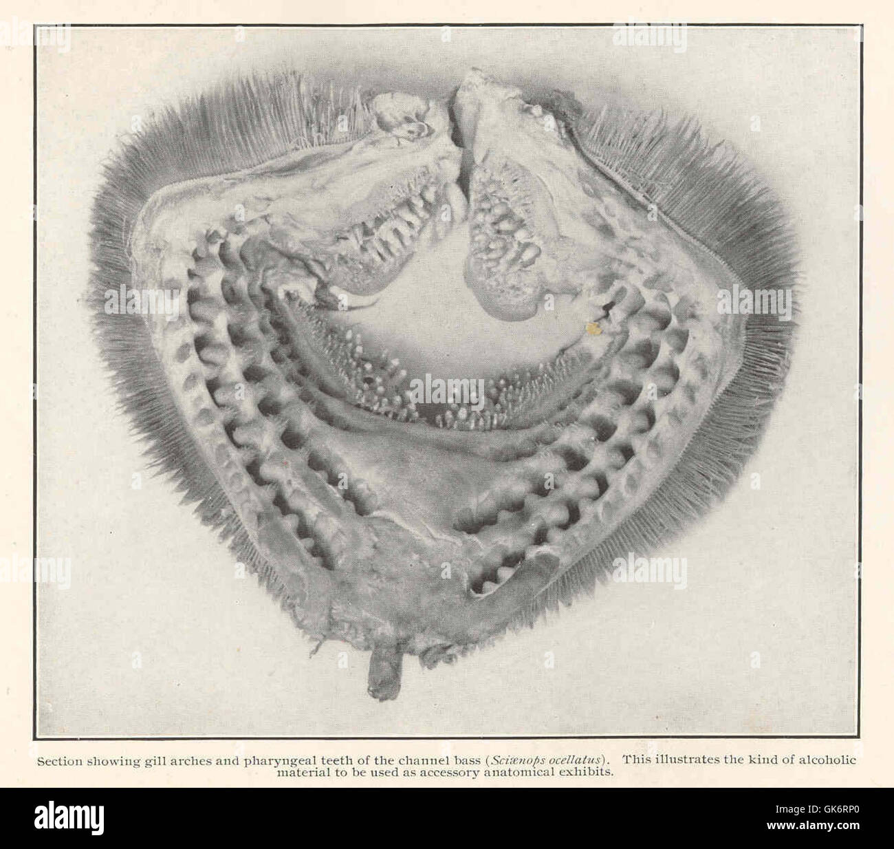 This section illustrates the gill arches and pharyngeal teeth of the ...