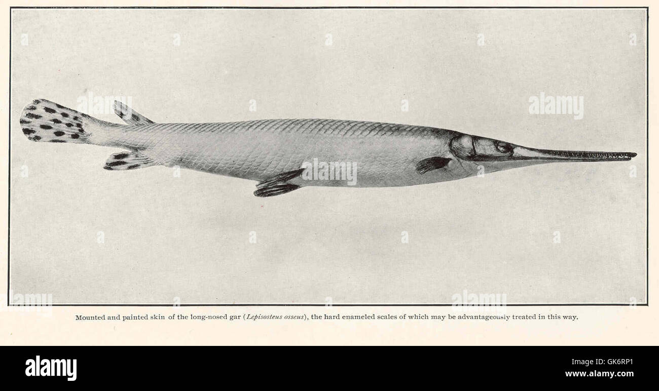 Gar scales hi-res stock photography and images - Alamy