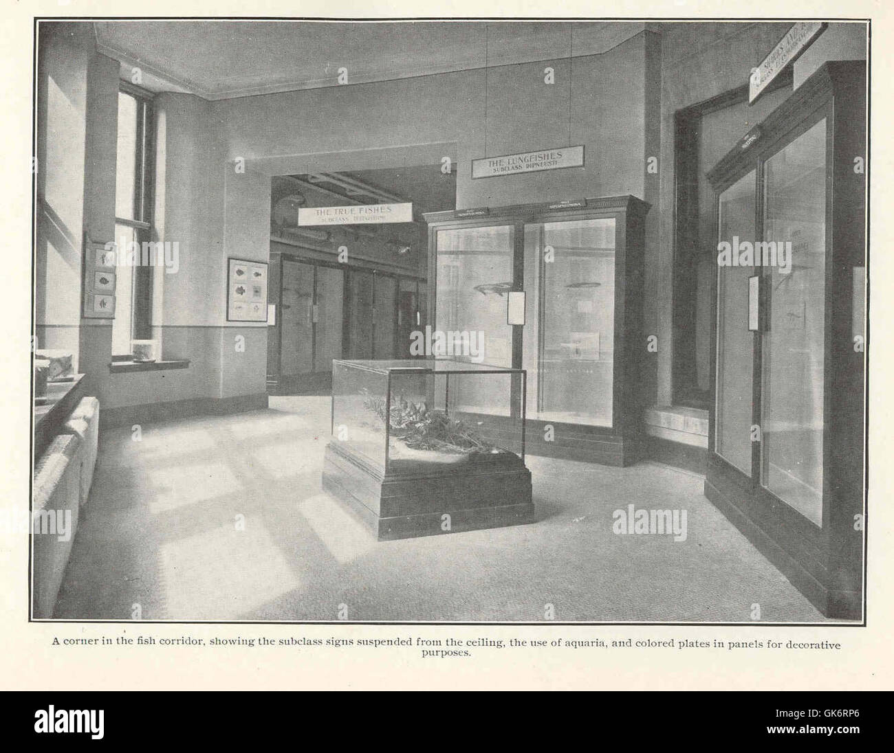 A corner of a fish corridor, highlighting subclass signs, aquaria tanks ...