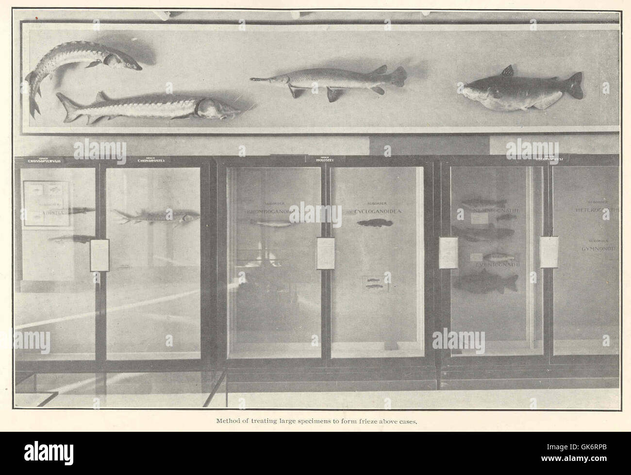 Showcasing display cases hi-res stock photography and images - Alamy