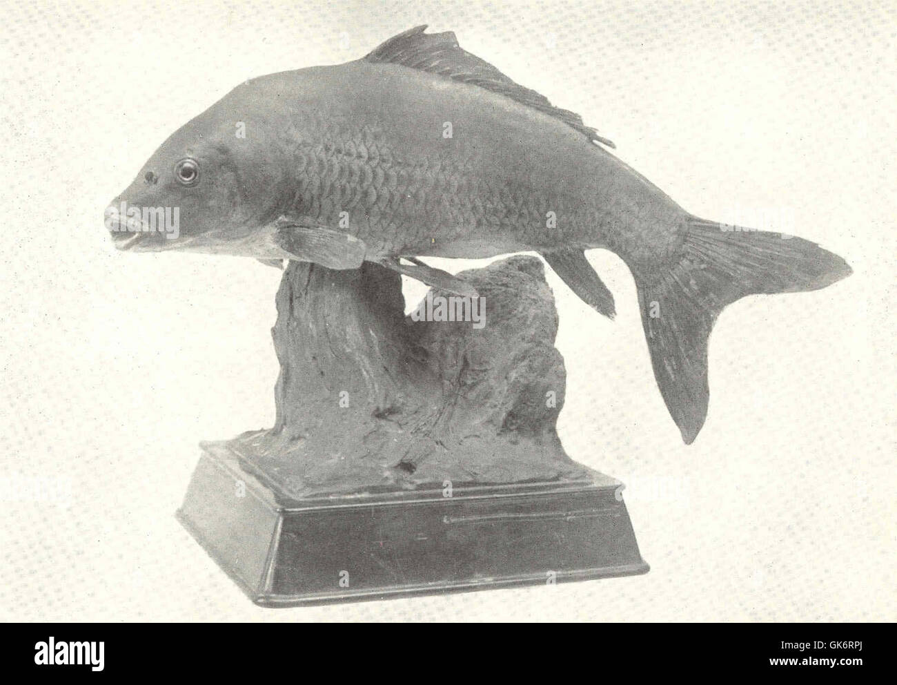 This image demonstrates the method of mounting a single specimen for ...