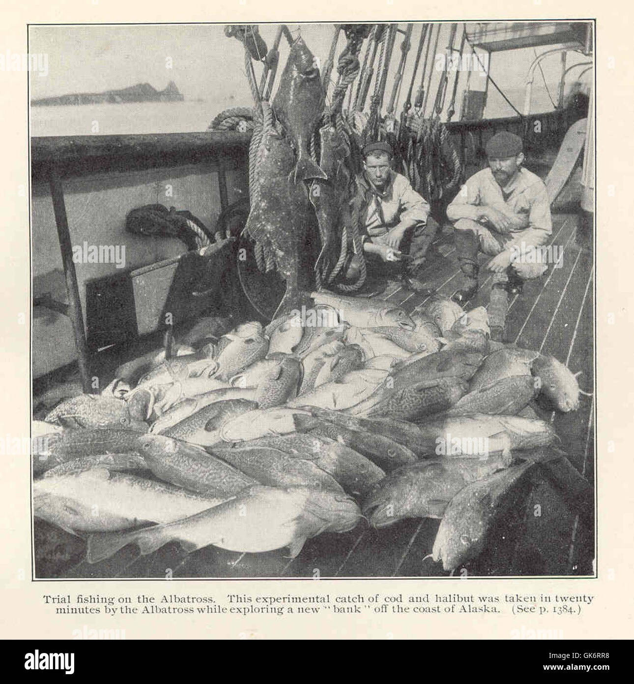 42345 Trial fishing on the Albatross Thix experimental catch of cod and ...