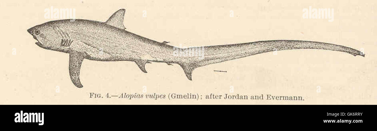 Alopias hi-res stock photography and images - Alamy