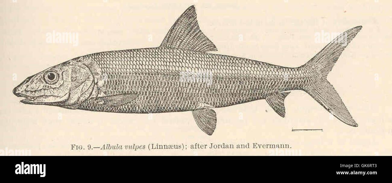 *Albula vulpes*, commonly known as the foxfish, is a species of fish ...