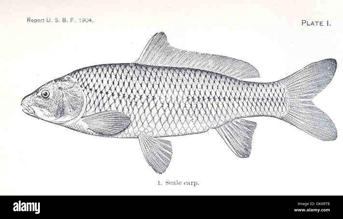 A vintage illustration from a historic book depicting a scale carp, an ...