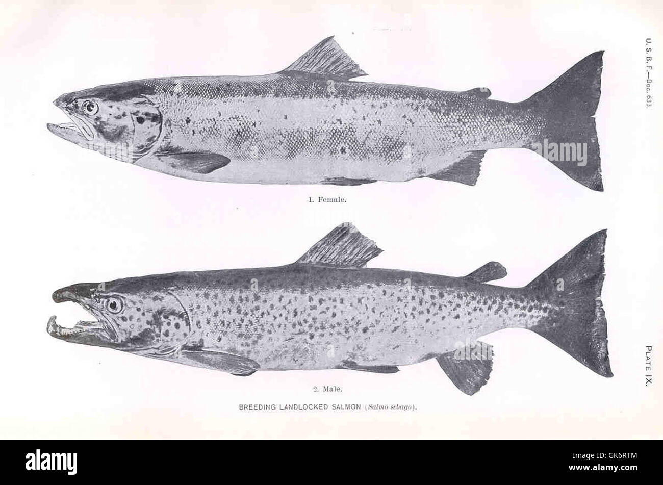 Male Atlantic Salmon