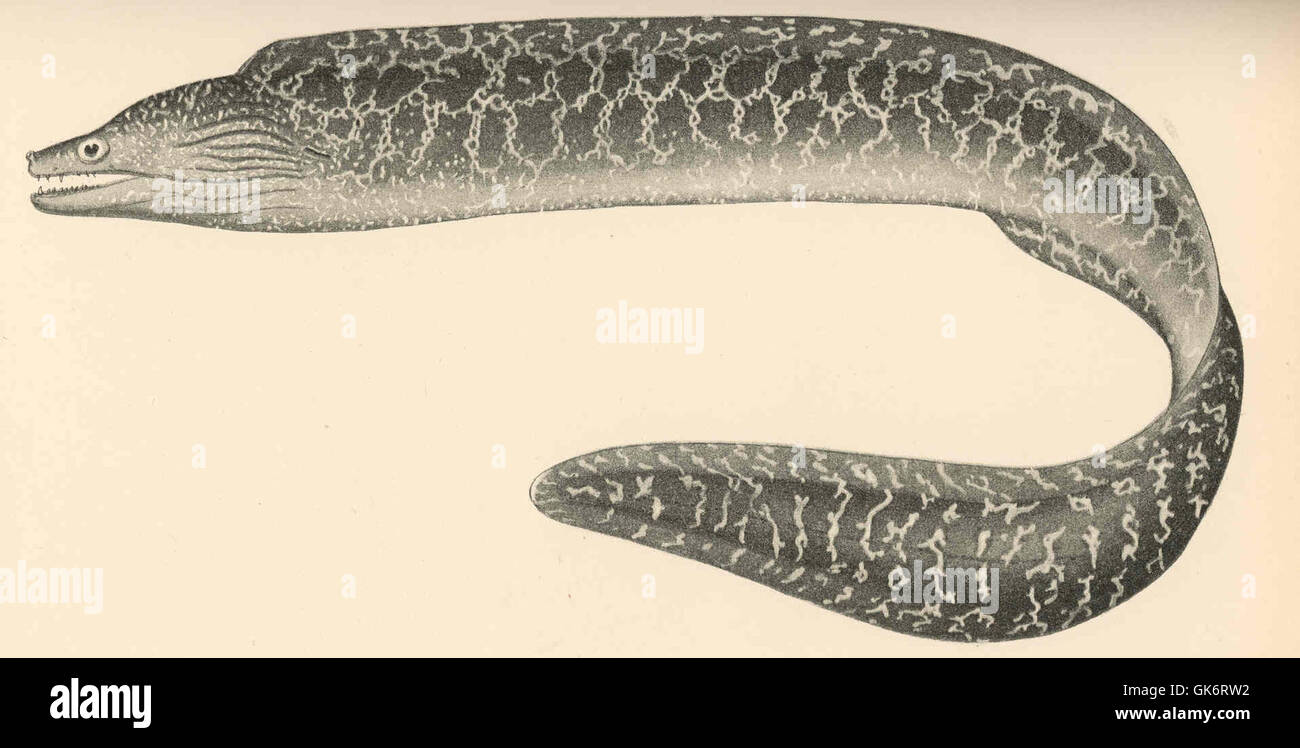 This vintage illustration from a manuscript depicts the species ...