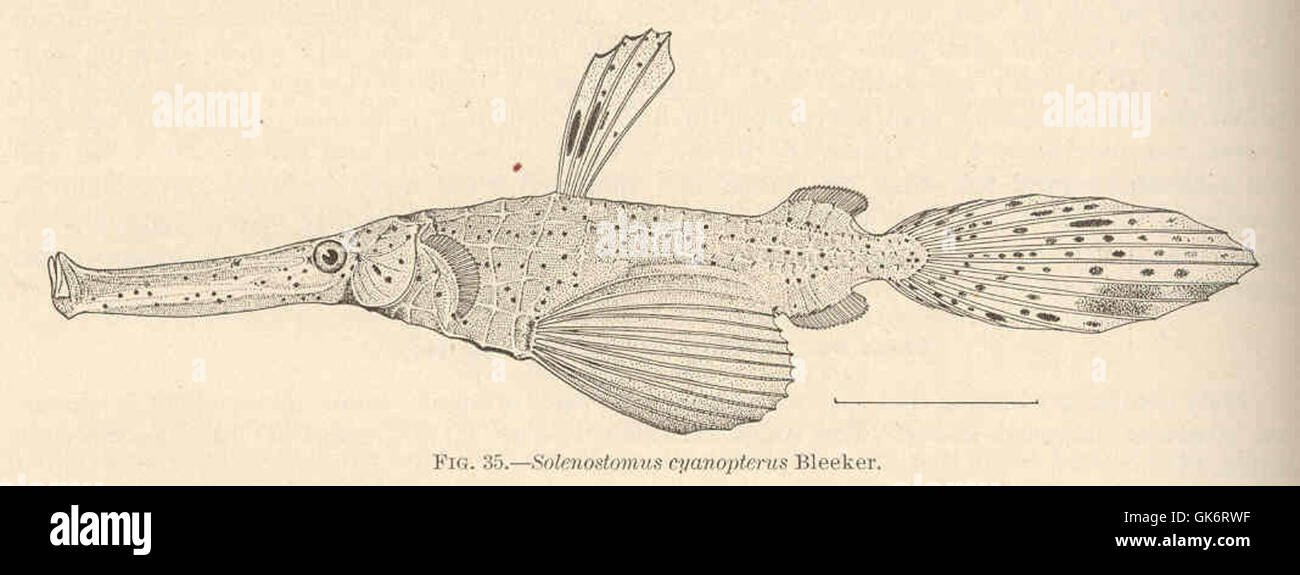 Marine fauna illustration old hi-res stock photography and images - Alamy